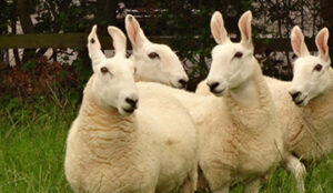 Border Leicester sheep – Border Leicester sheep